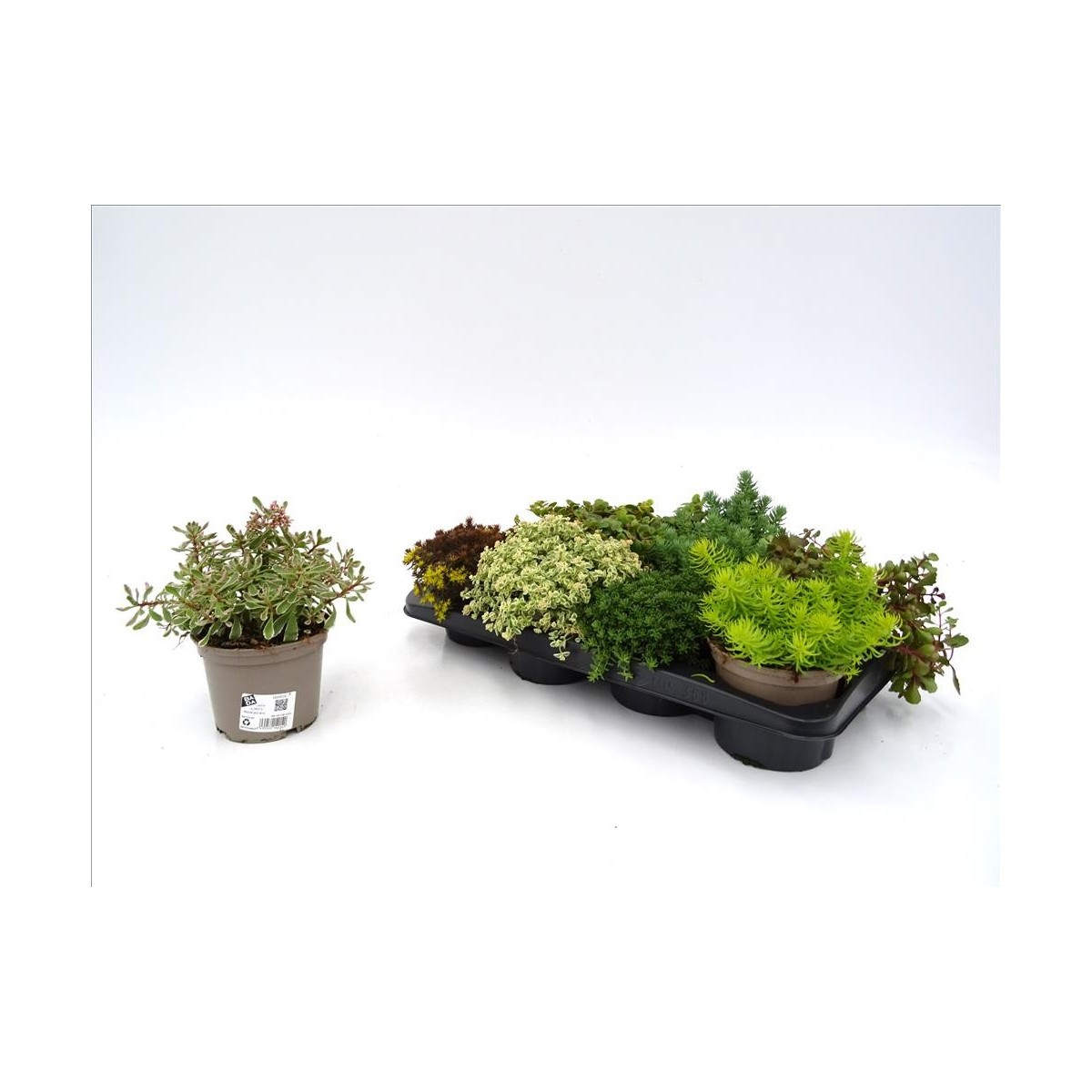SEDUM MIX M13
