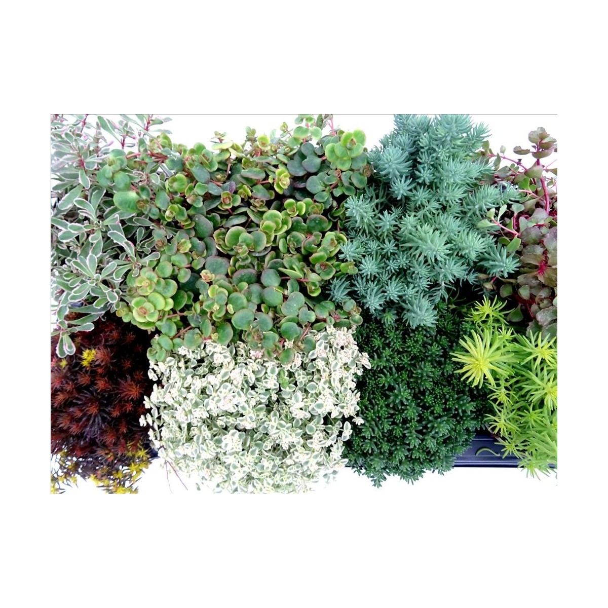 SEDUM MIX M13