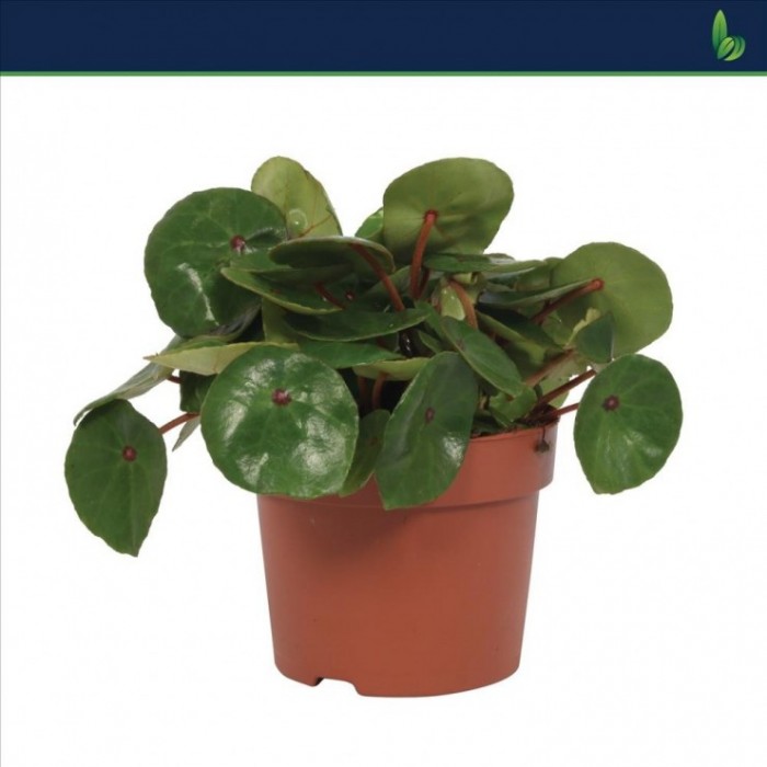 BEGONIA REX M12 Red Ruby