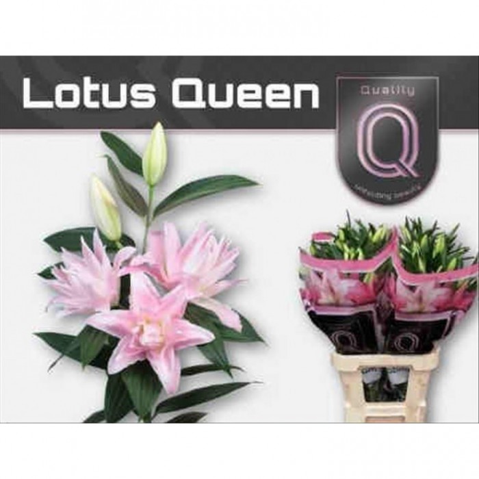 FLOR, LILIUM ORIENTAL LOTUS QUEEN 90cm.x10 rosa.