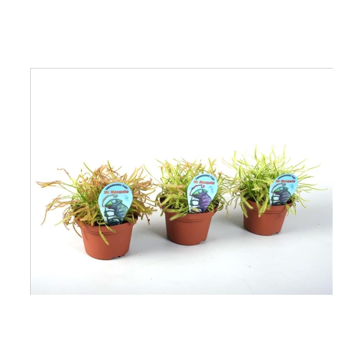 DROSERA MIX M12 carnivores