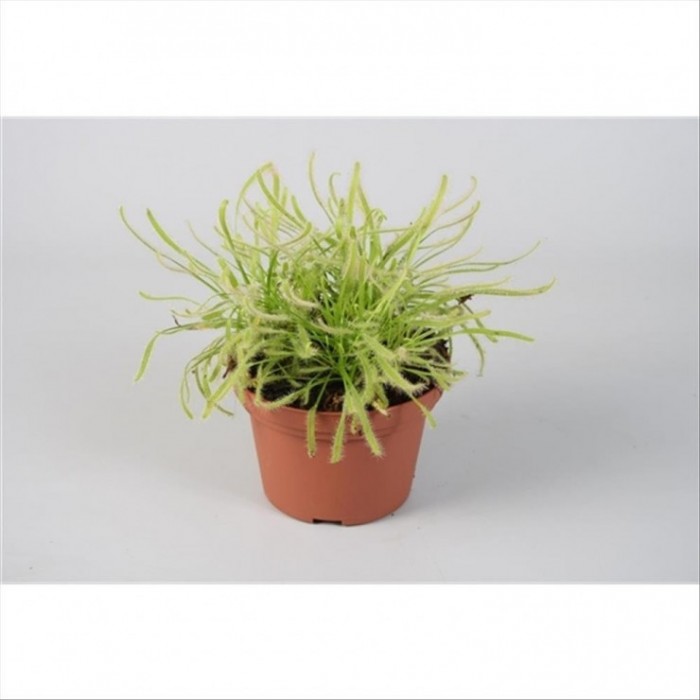 DROSERA MIX M12 carnivores