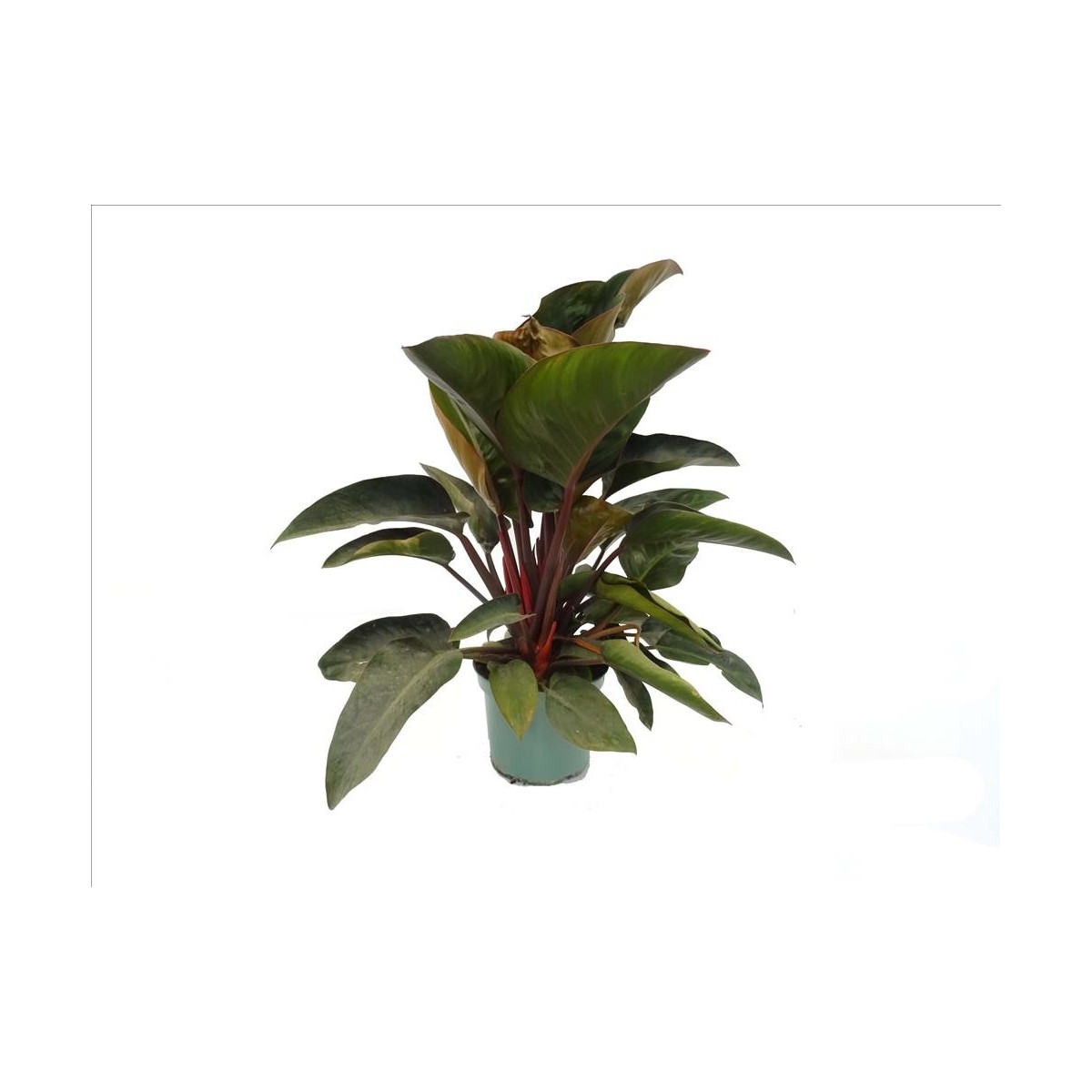 PHILODENDRON 5L ROJO CONGO