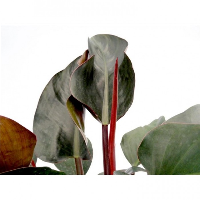 PHILODENDRON 5L ROJO CONGO