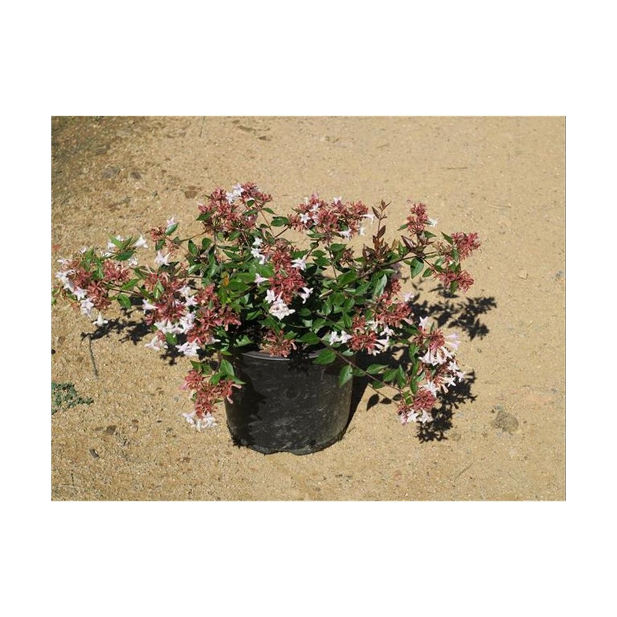 ABELIA GRANDIFLORA 3L