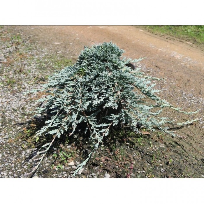 JUNIPERUS HORIZONTALIS ICE BLUE 3L