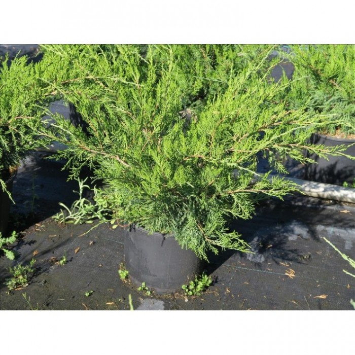 JUNIPERUS MEDIA MINT JULEP 3L