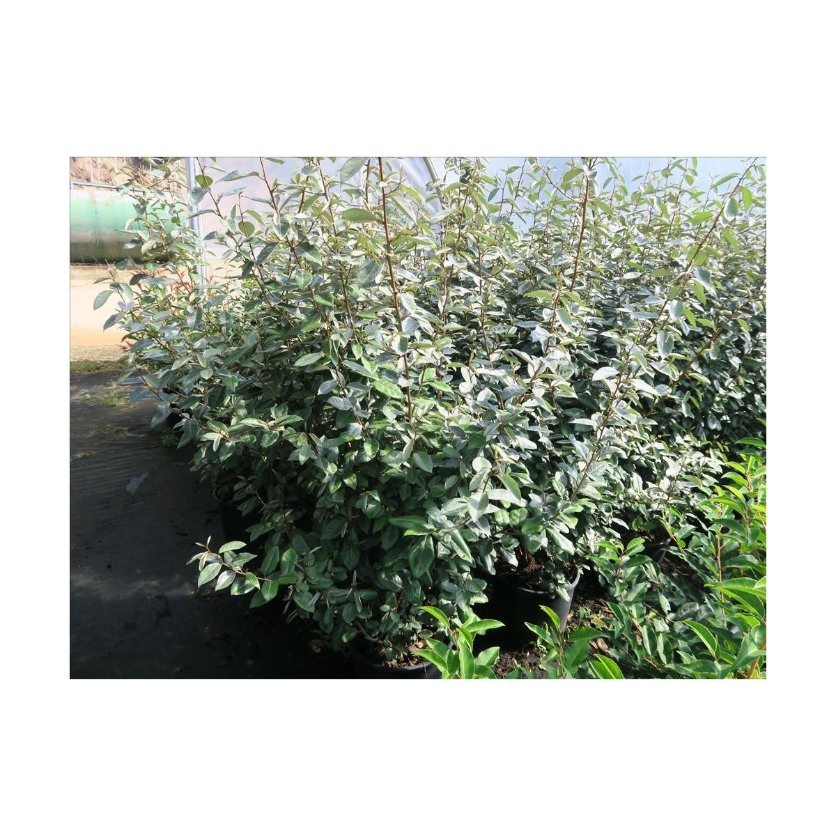 ELAEAGNUS EBBINGEI 20L
