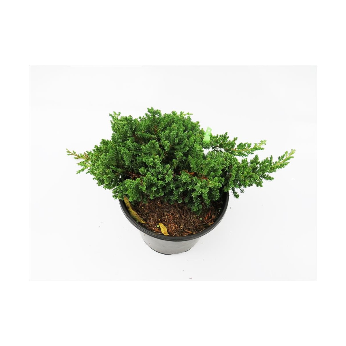 JUNIPERUS PROCUMBENS NANA 3L