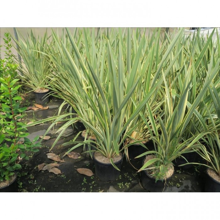 PHORNIUM TENAX VARIEGATA 5L