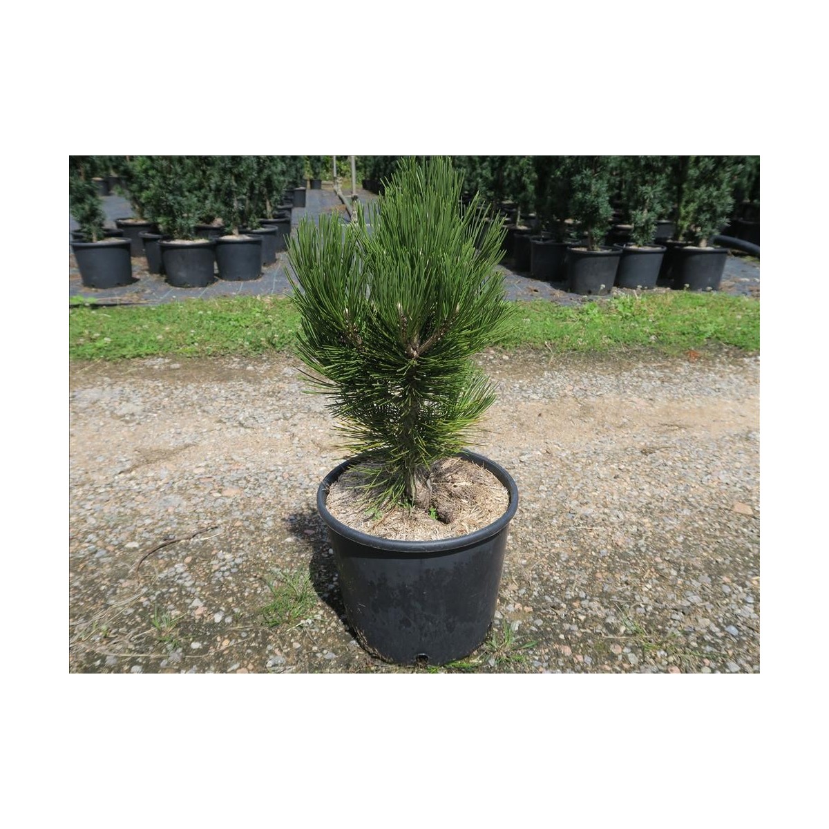 PINUS LEUCODERMI COMPACT GEM 8L