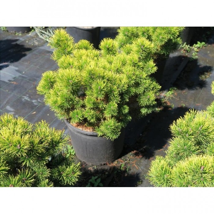 PINUS MUGO CARSTEN GOLD 8L