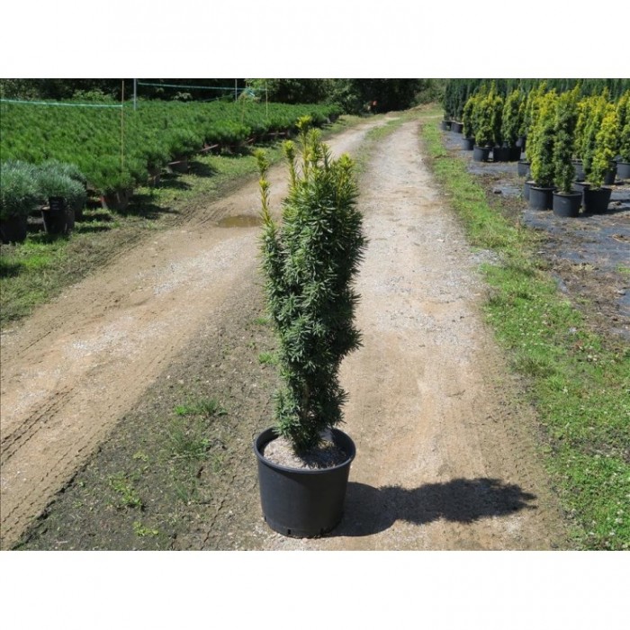 TAXUS BACCATA DAVIDII 10L