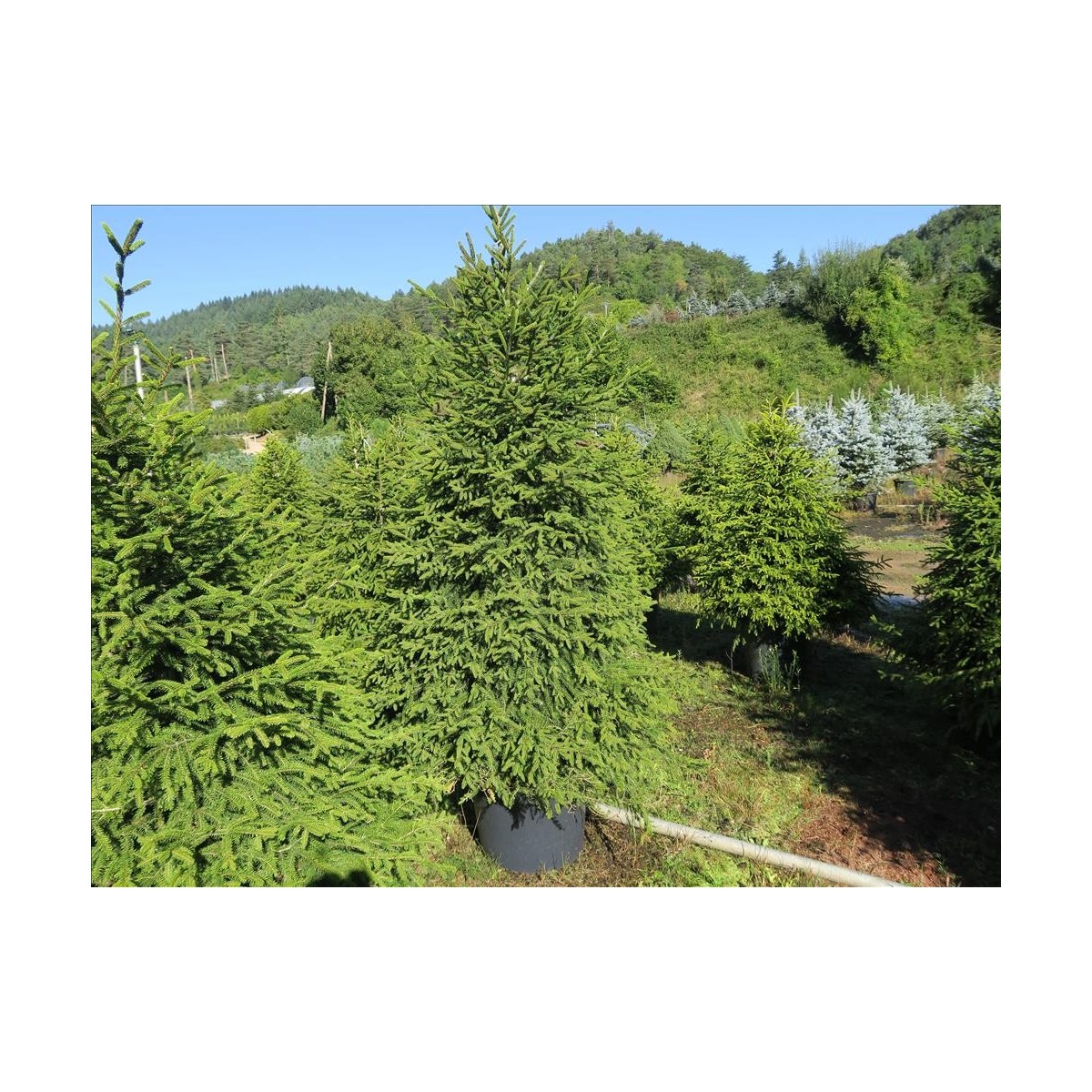PICEA ORIENTALIS 50L 150/175