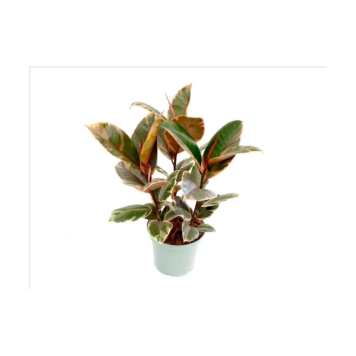 FICUS BELIZE M23 grup 3