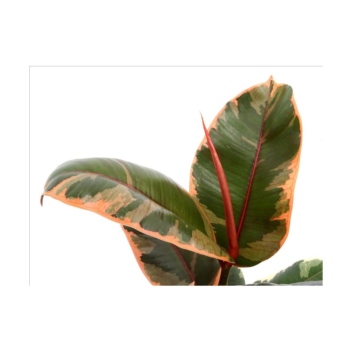 FICUS BELIZE M23 grup 3