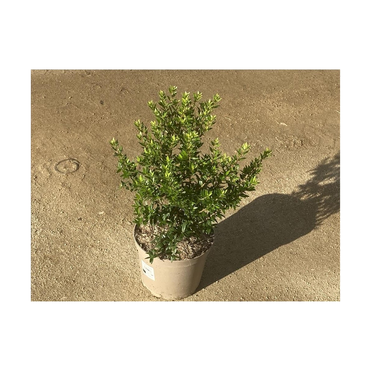 MYRTUS COMMUNIS COMPACTA 3L
