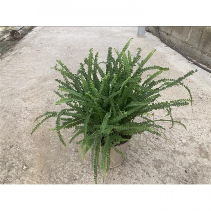 HUMATA TYERMANII M18