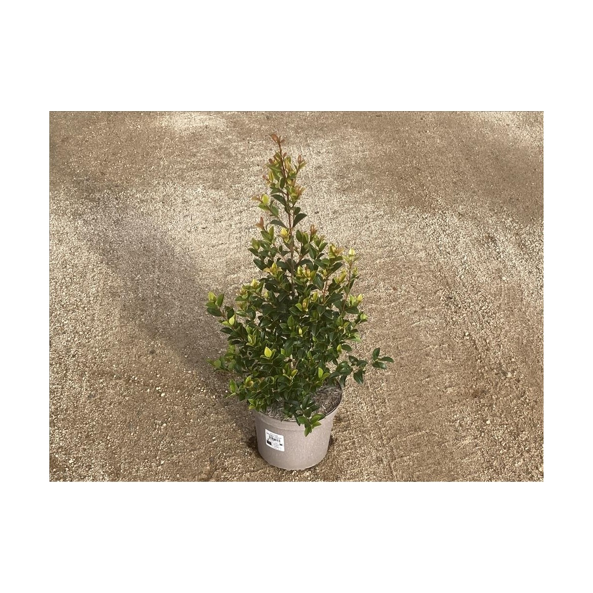 SYZIGIUM PANICULATUM NEW PORT 3L