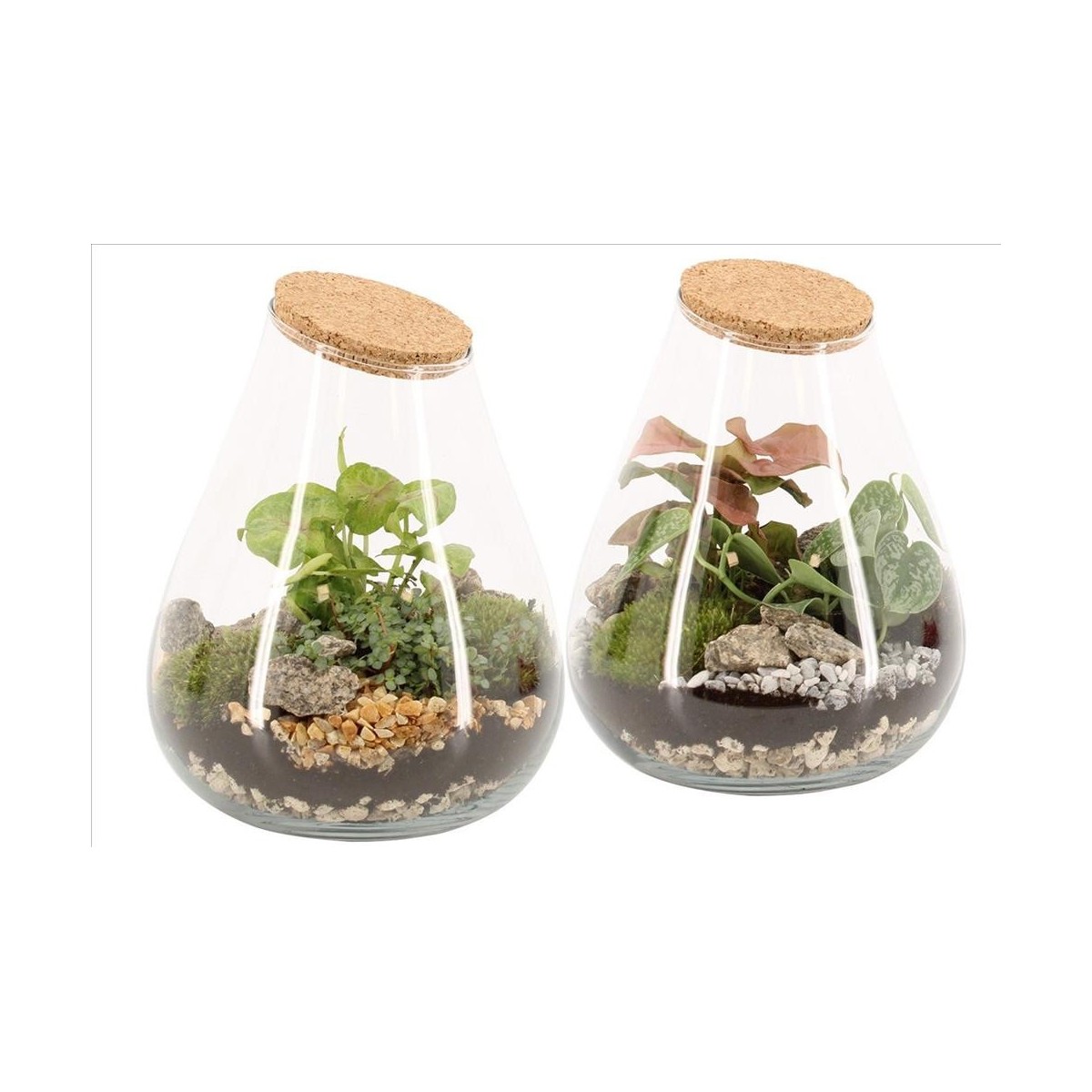 TERRARI PLANTA MINI D10 H20