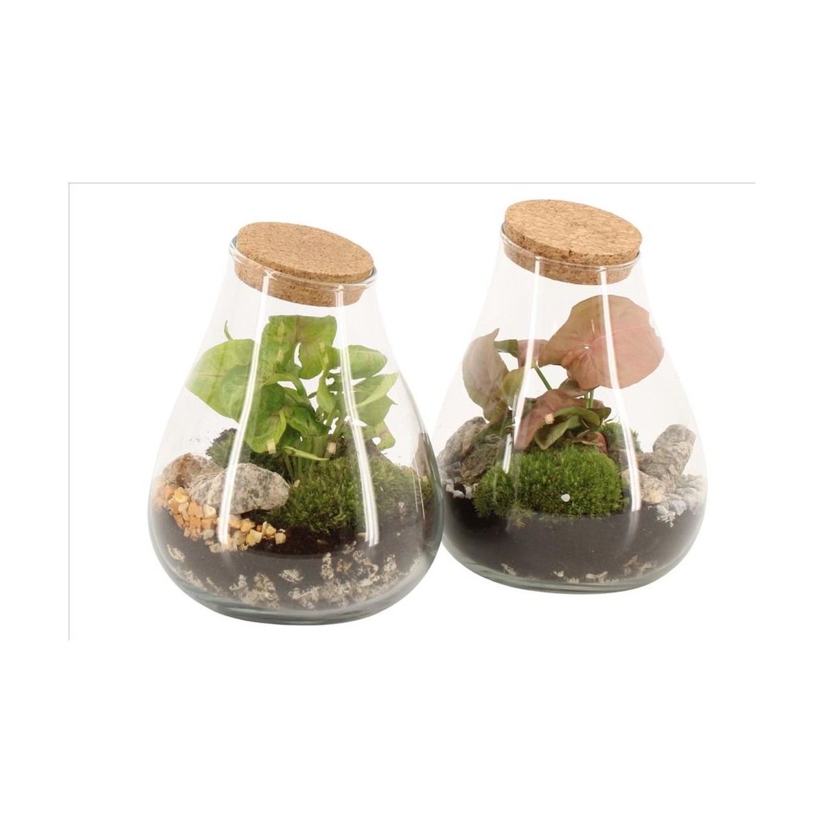 TERRARI PLANTA MINI D16 Syngonium