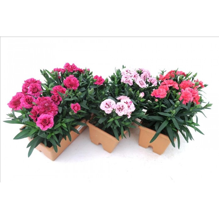 DIANTHUS SUNFLOR J25 - JARDINERA
