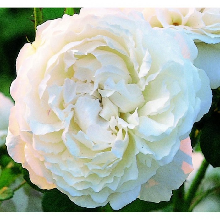 ROSA DAVID AUSTIN 6L WINCHESTER CATHEDRAL