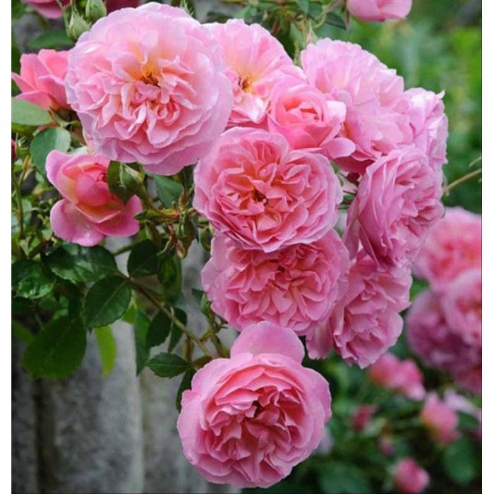 ROSA DAVID AUSTIN 6L HYDE HALL