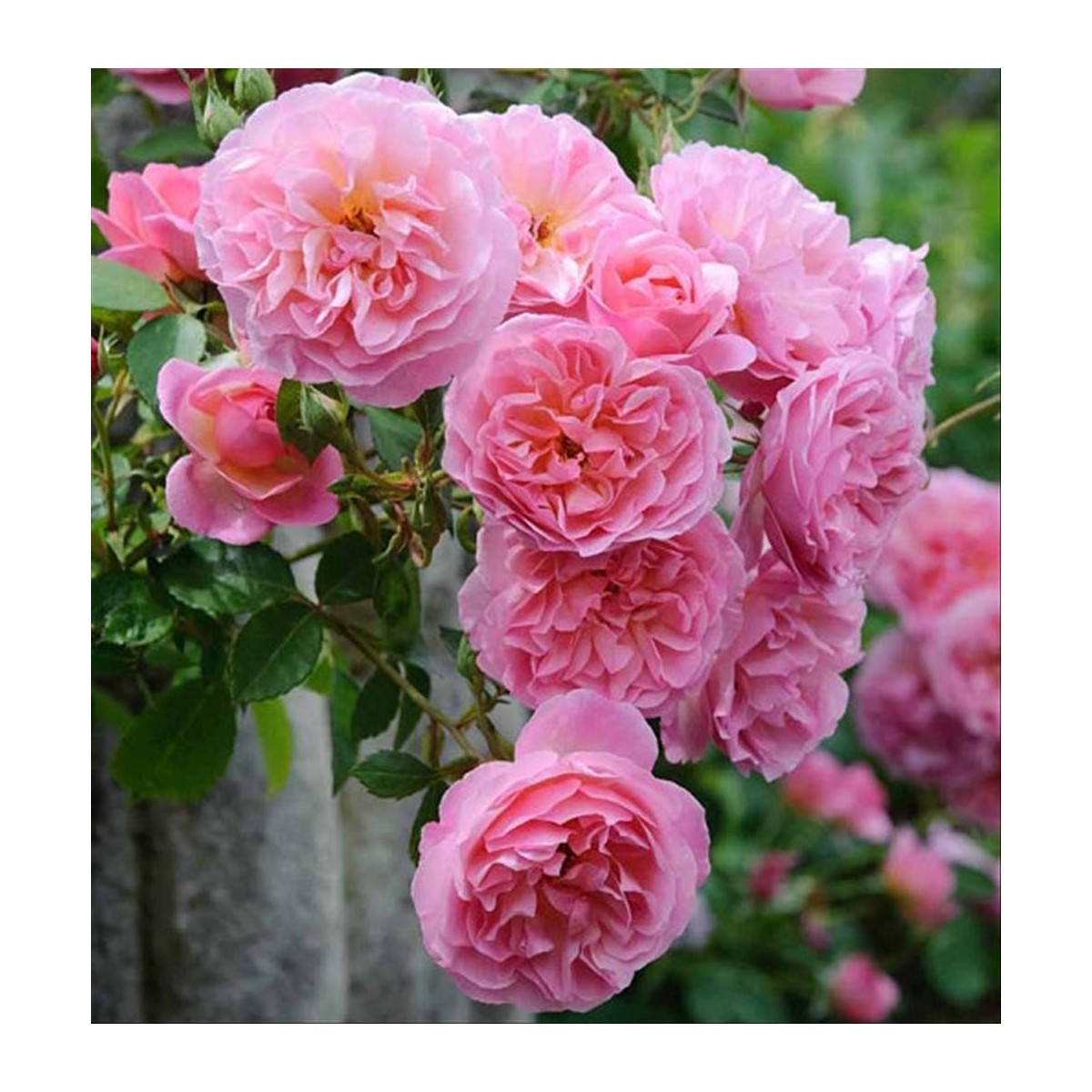 ROSA DAVID AUSTIN 6L HYDE HALL