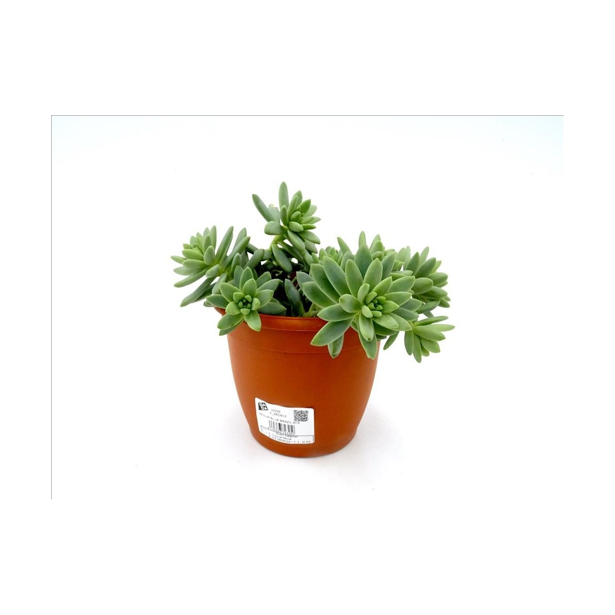 SEDUM BLUE BRAZIL M16