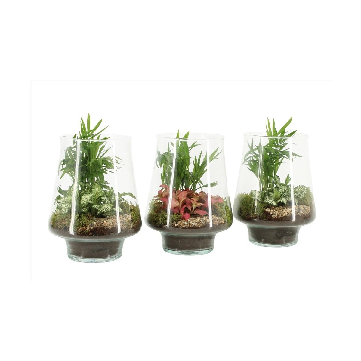 TERRARI OBERT PLANTA MINI D20 H17