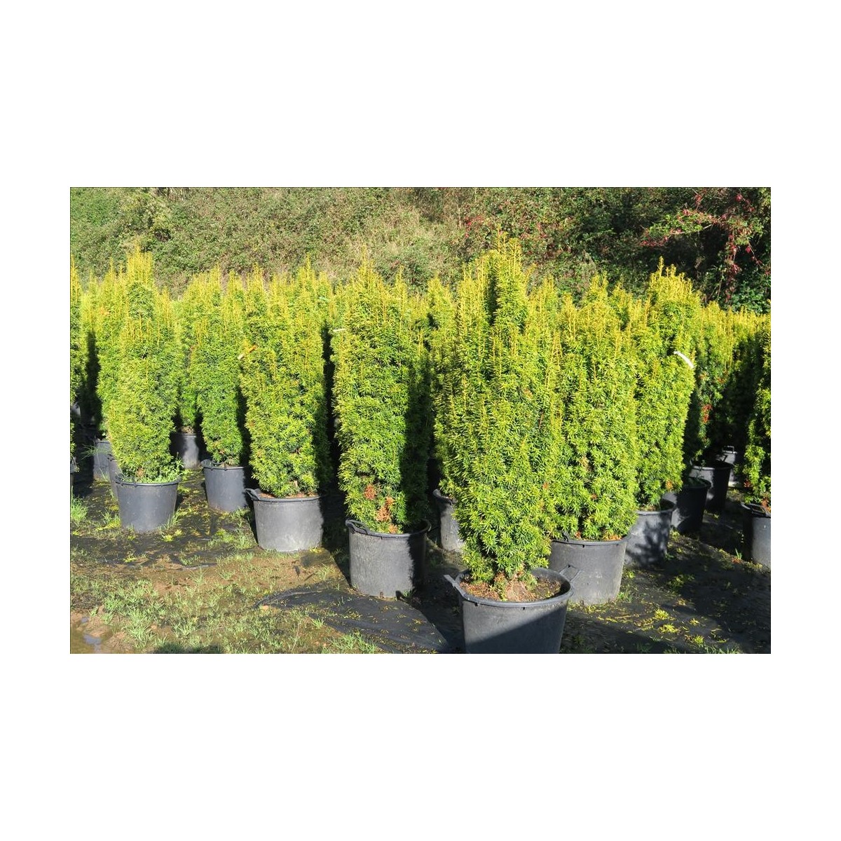 TAXUS BACCATA DAVIDII 30L 100/125