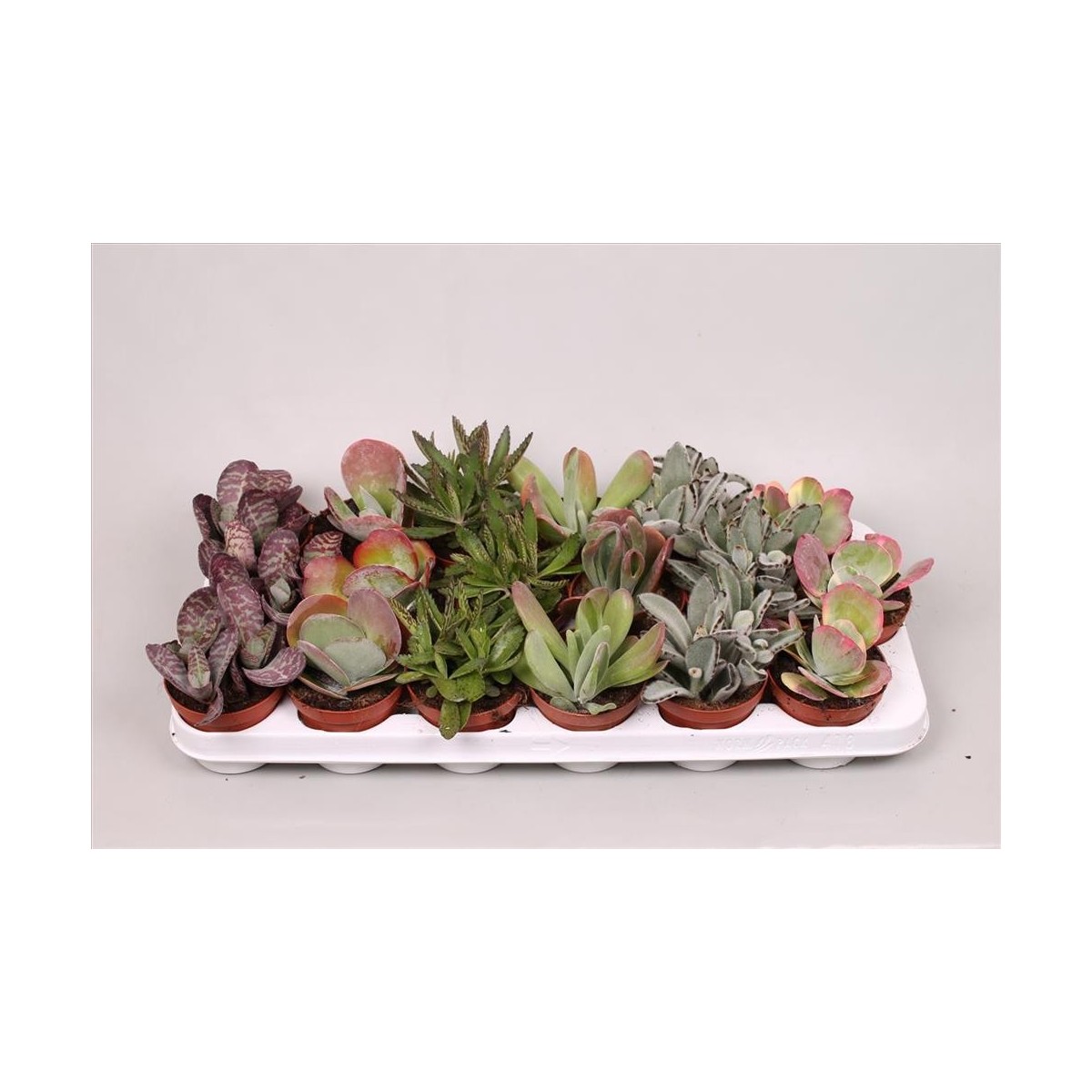 KALANCHOE MIX M 9 red lips