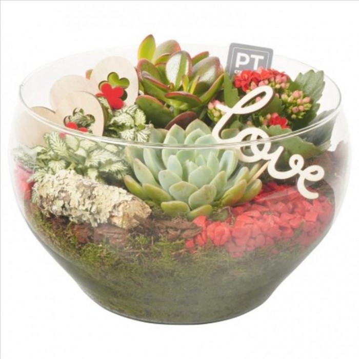 TERRARIO PL VARIADA TARRINA CRISTAL D23 H19 rojo