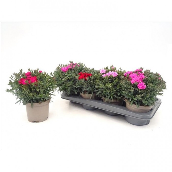 DIANTHUS PEMAN VARIADO M13