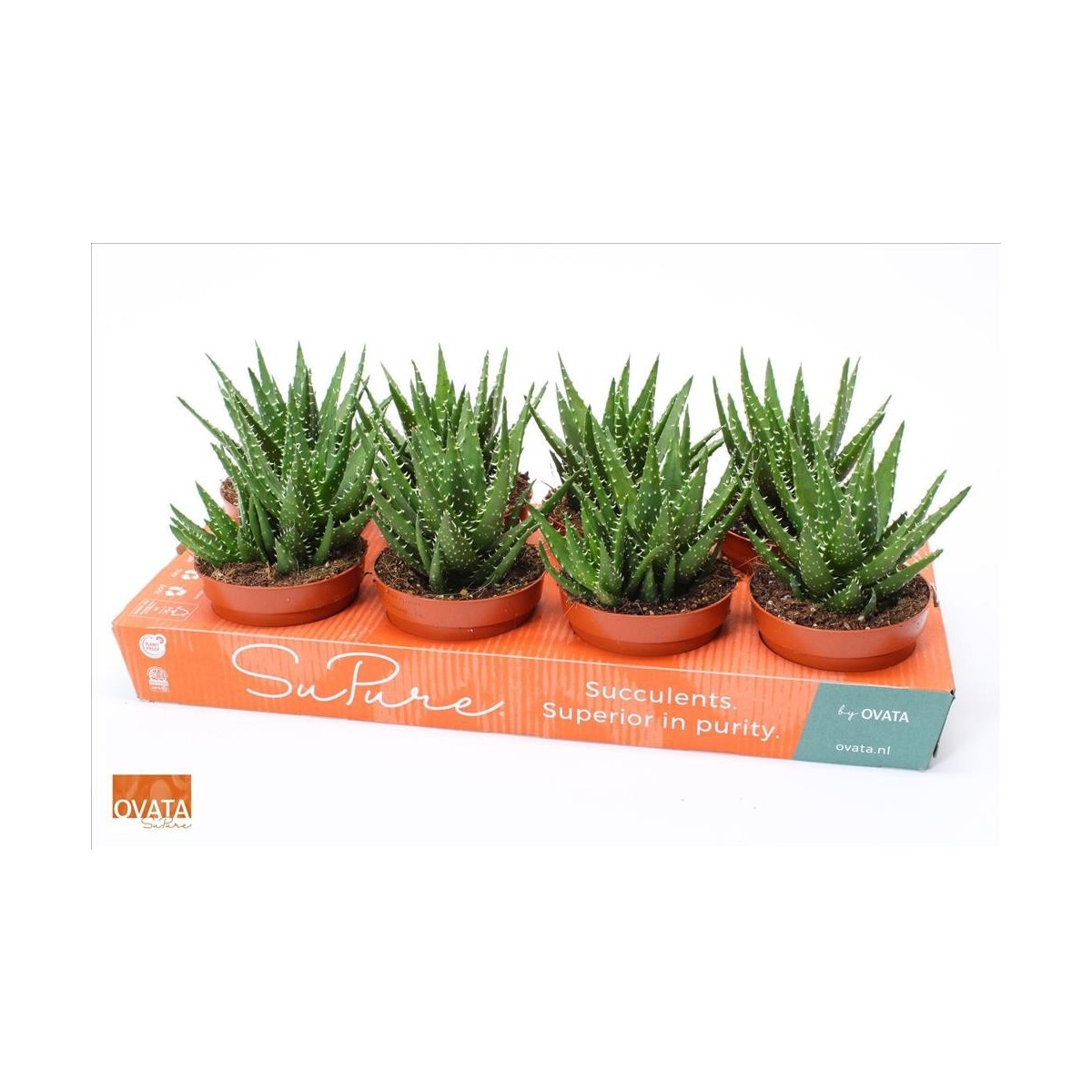 ALOE M12 DEMI JAWS ROCKS