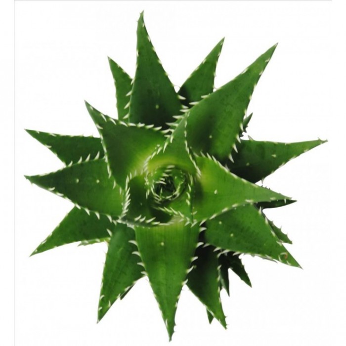 ALOE M12 DEMI JAWS ROCKS