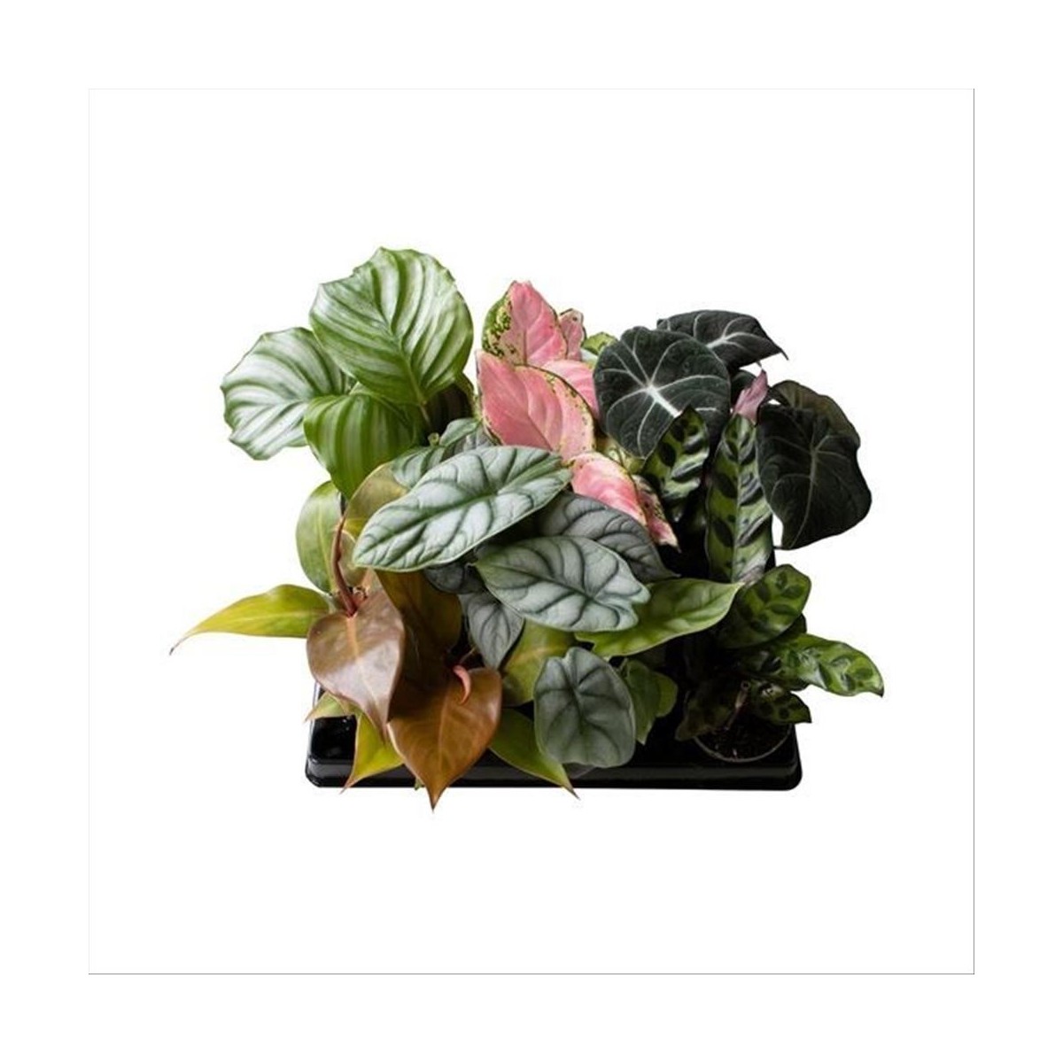 PLANTA MINI MIX M 6 Exclusivas