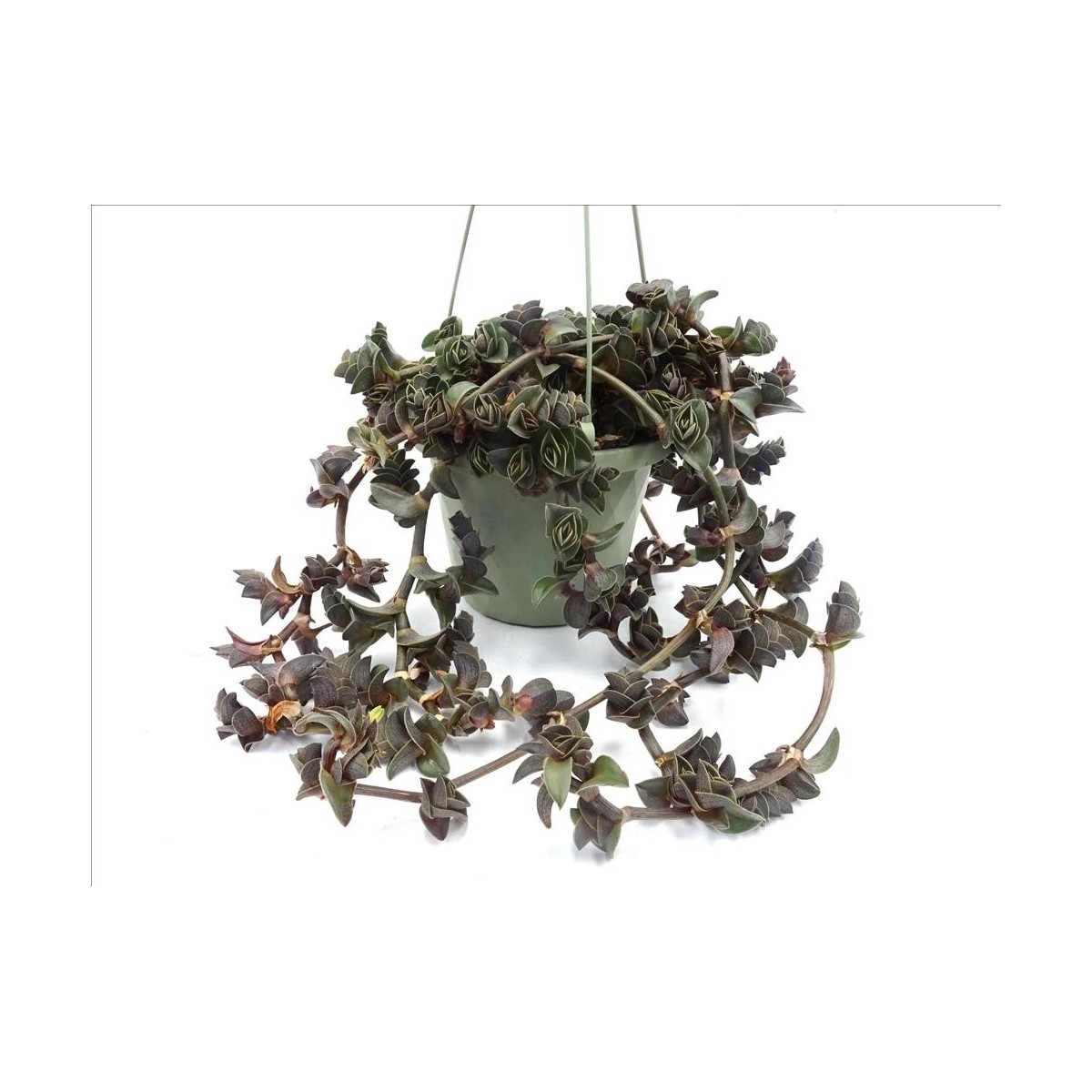 TRADESCANTIA NAVICULARIS T15