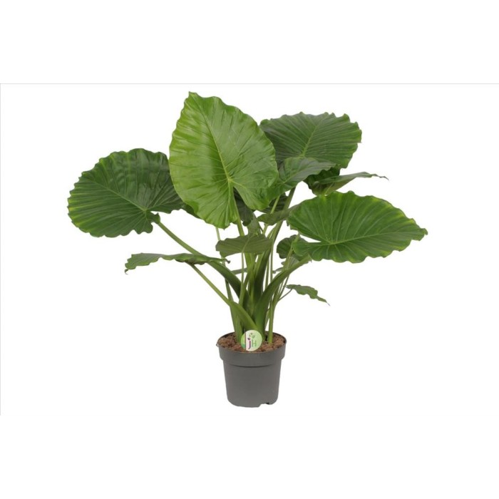 ALOCASIA M21- 95cm. Gageana