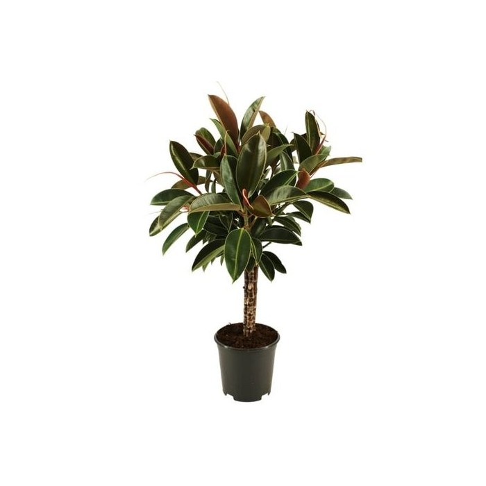 FICUS ROBUSTA M22- 120cm COPA