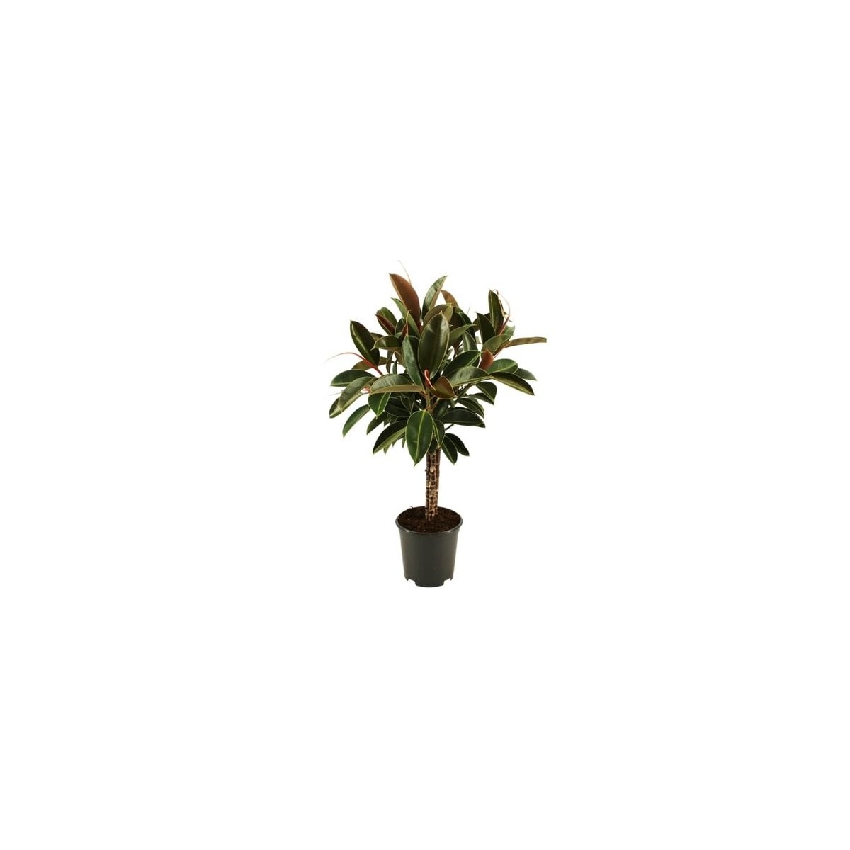 FICUS ROBUSTA M22- 120cm COPA