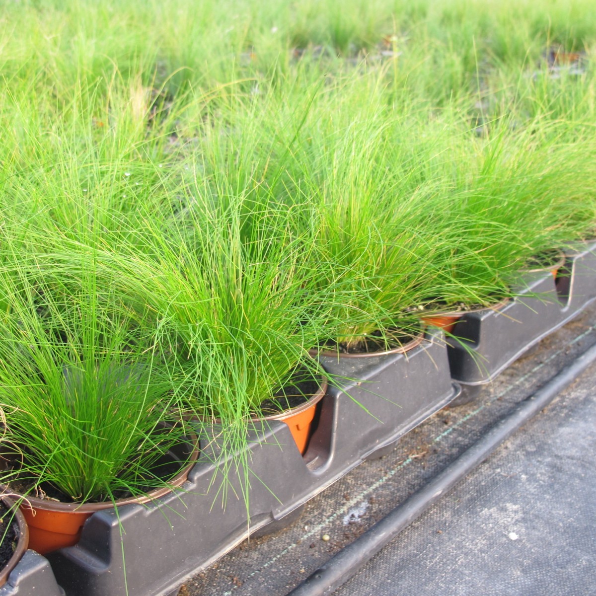 STIPA TENUISSIMA PONY TAILS 11