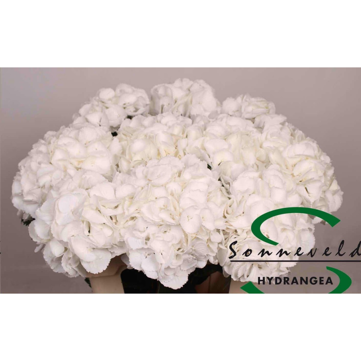FLOR, HYDRANGEA ROYAL PRINCESS 65cm paq 5 ties