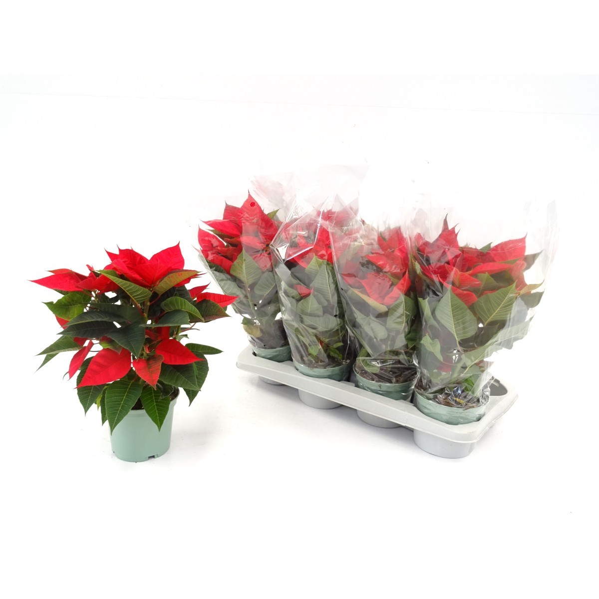 POINSETTIA M13 RED