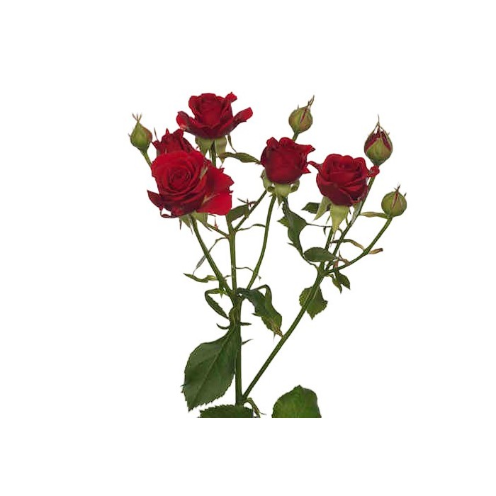 FLOR, ROSA SPRAY HO. MIRABEL 60cm, paq.x10 vermell