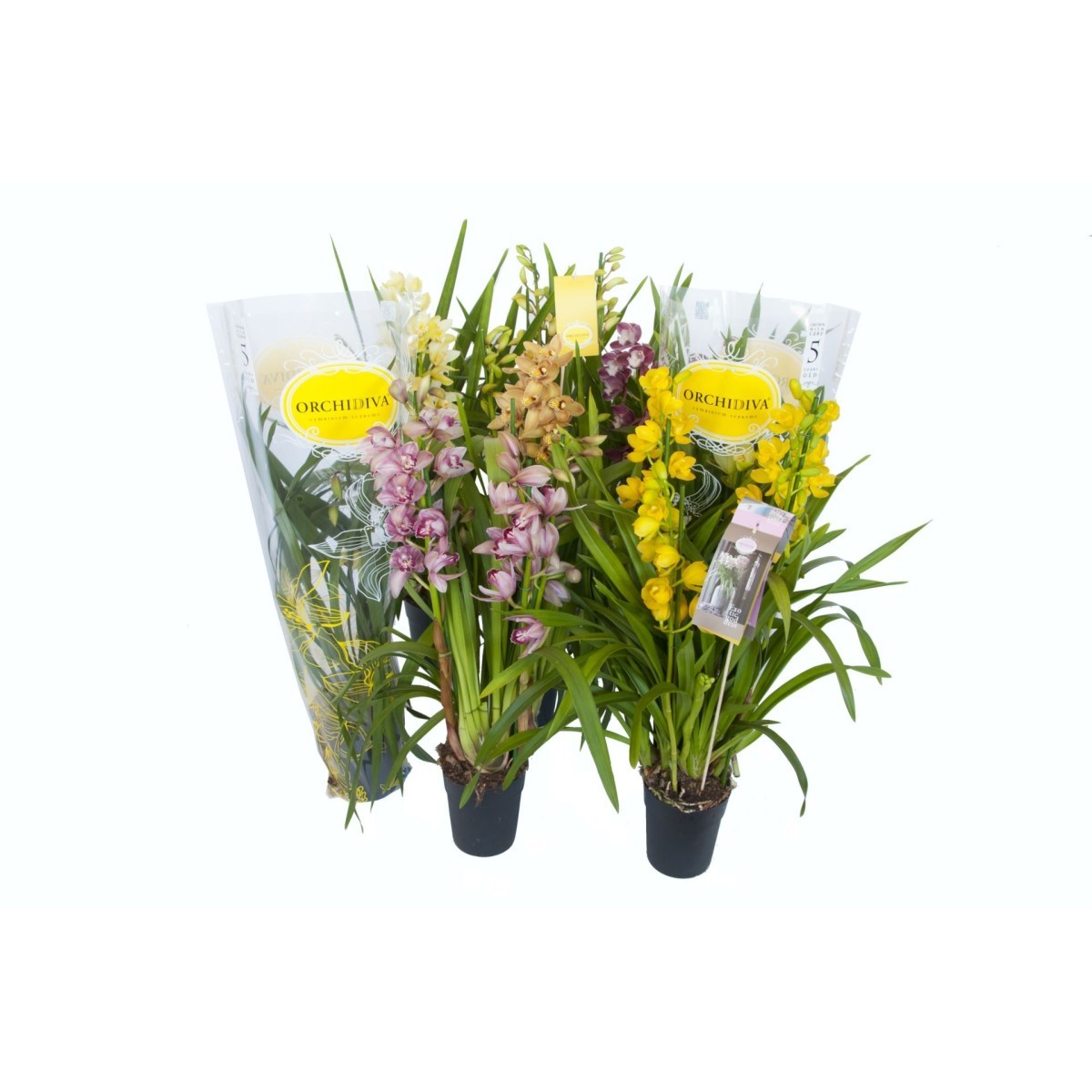 CYMBIDIUM, 4 branques M14- 70cm. MIX