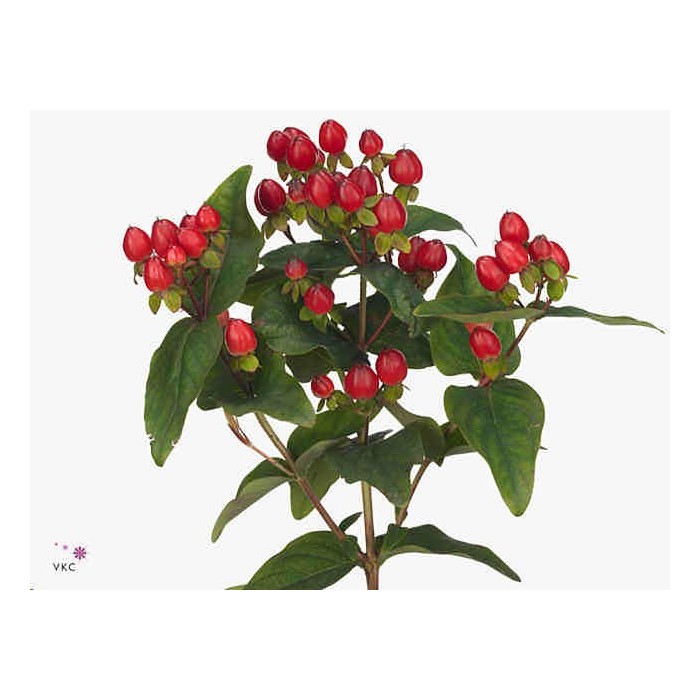 FLOR, HYPERICUM MAGIC TRIUMPH 60cm. paq.x10 rojo