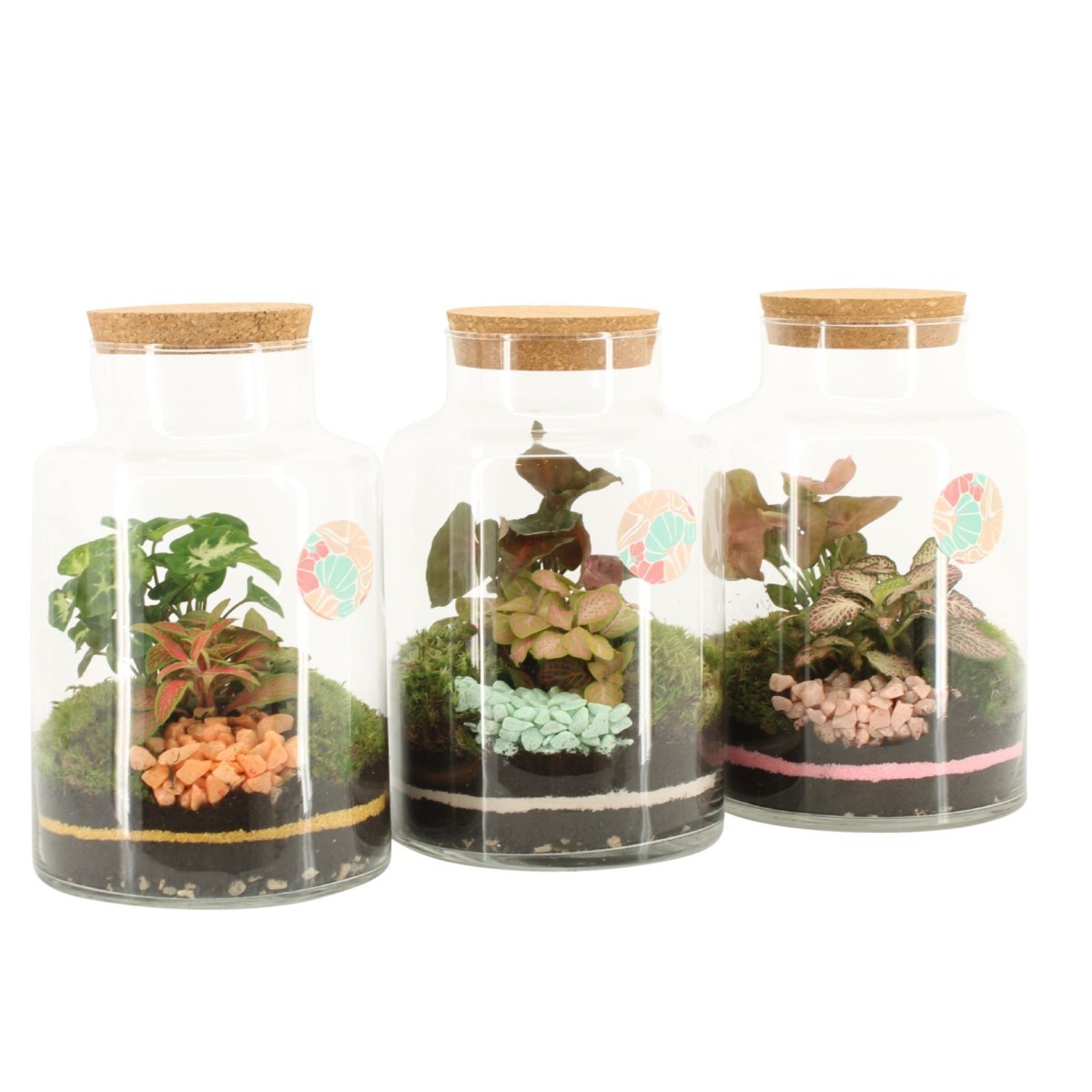 TERRARI PLANTA MINI D17 H25 Spring