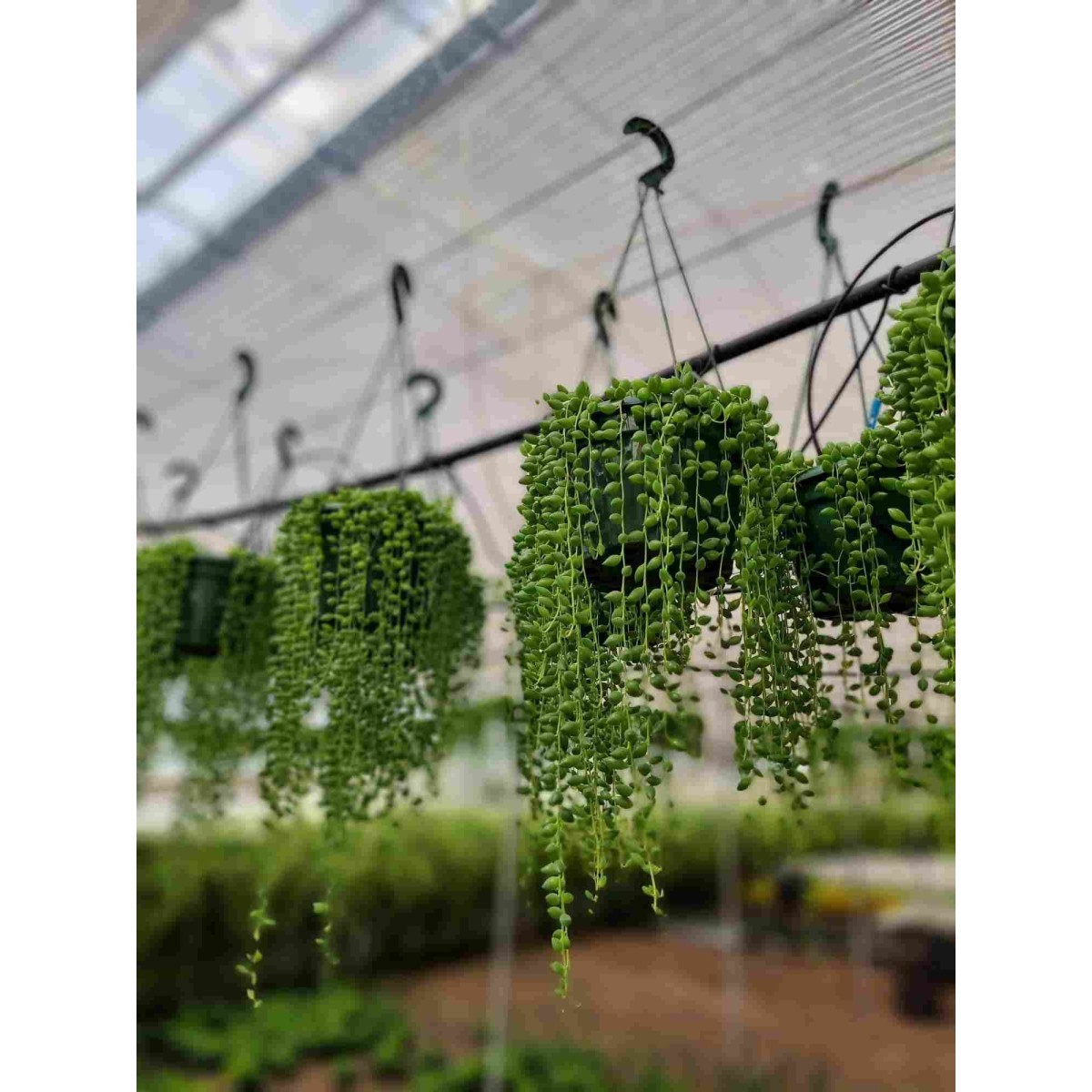 SENECIO PENJAR M12 Herreianus